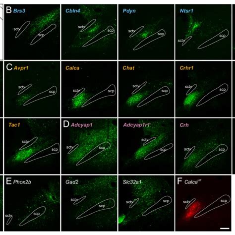 Descending Pathways From The Parabrachial Nucleus Pbn And Surrounding