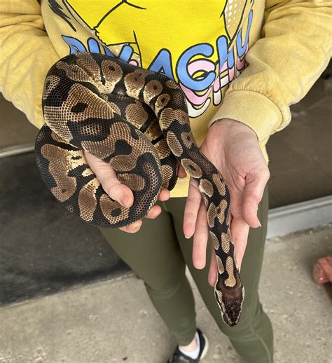 Adopted Python Regius Ball Python Hank 2yrs Pytregius
