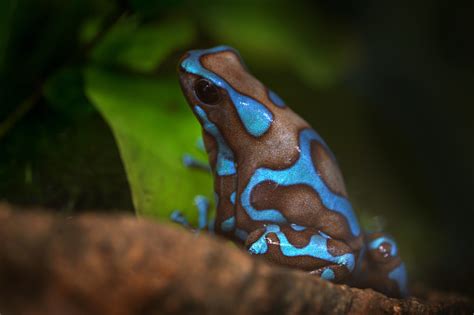 자연 서식지에서 오라투스 하이랜드 브론즈 블루와 블랙 독 다트 개구리를 Dendrobates 남미의 열대 우림에서 아름다운 잡종