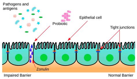 Decreased Intestinal Permeability Download Scientific Diagram