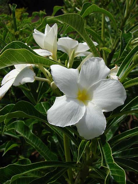 Jasmim Do Caribe Fotos Como Cultivar Plumeria Pudica
