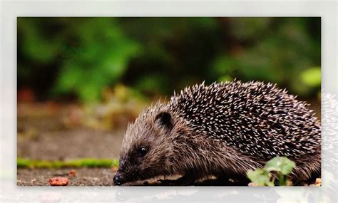 可爱的小刺猬图片素材 编号39922660 图行天下