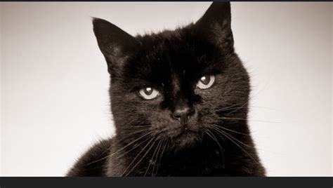 Black Cat Blank Template Imgflip