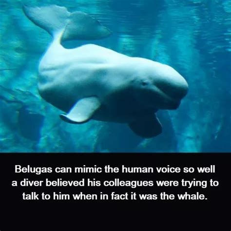 Pin On Leo Unbelievable Facts Human Voice Facts