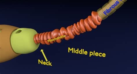 Sperm Spermatozoa D Model Labelled Detail Blender Superhive Formerly Blender Market