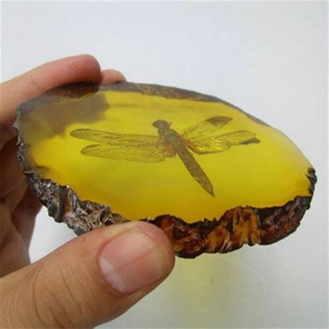 Amber Dragonfly Fossil Insects Fossil Insect Specimen Etsy