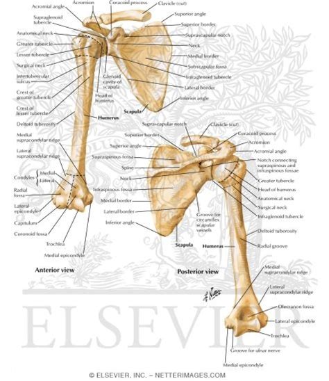 Shoulder Bones Pectoral Girdle