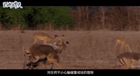 起底美国陷阱二丨 一切对手皆是目标 搜狐大视野 搜狐新闻