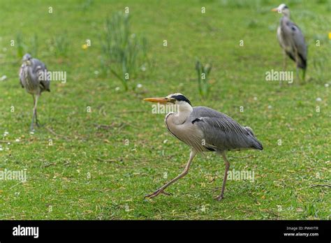 Grey Heron With Two Young Herons In Background Regents Park London Uk
