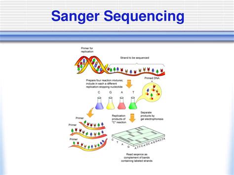 Ppt Sequencing And Sequence Alignment Powerpoint Presentation Free