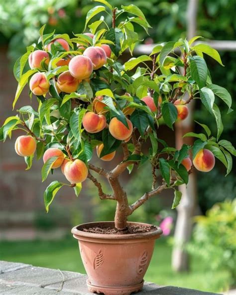 Gardening Tips Fruit Garden Design Potted Plants Patio Tree Seeds