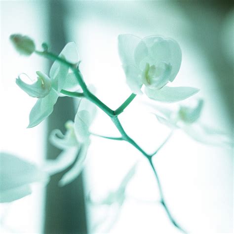 Orchid License Image Lookphotos