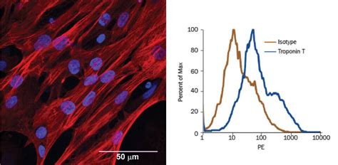 Cardiomyocyte Differentiation Kit Sc032 Randd Systems