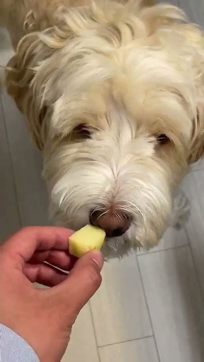 동족상잔 Youtube