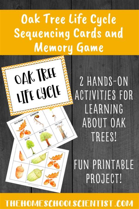 Oak Tree Life Cycle Lesson And Memory Game Tree Life Cycle Life Cycle Learning Life Cycles