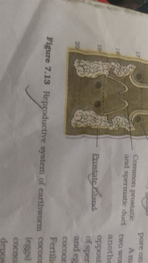 Common Prostatic And Spermatic Duct Figure 7 13 Reproductive System Of Ea