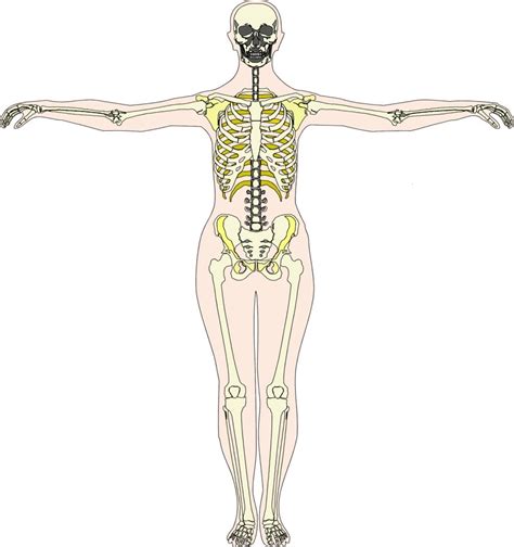 Igcse Pe The Skeleton And Its Functions Diagram Quizlet