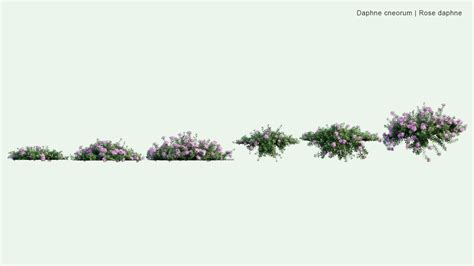 2d Daphne Cneorum Garland Flower Rose Daphne