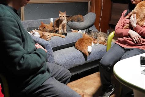 ペットの多頭飼育崩壊、北海道内で後絶たず 保護施設満杯、殺処分の例も＜デジタル発＞47news（よんななニュース）