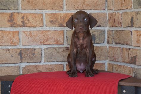 Akc Registered German Shorthaired Pointer For Sale Millersburg Oh Fema