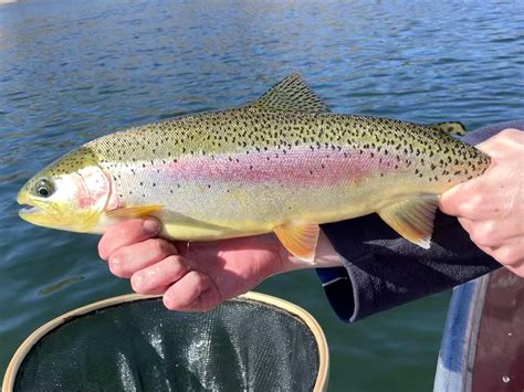 Beautiful Wild Fish Rflyfishing