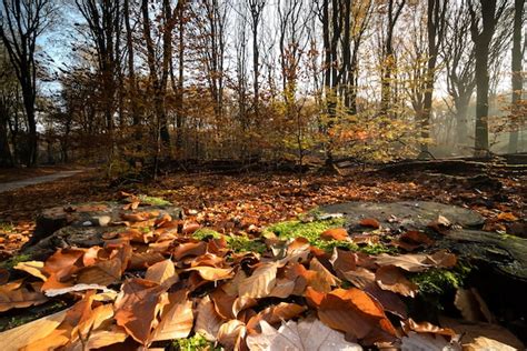 秋の森の木々に囲まれた地面を覆う乾燥した葉 無料の写真