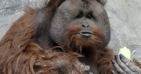 We All Deserve Better Primates In Trouble