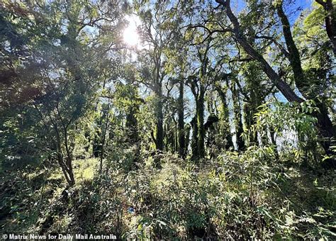 Robert Smith Is Granted Parole 12 Years After Killing Kiesha Abrahams Daily Mail Online