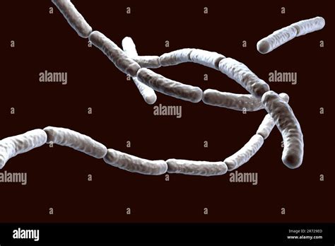 Hay Bacillus Computer Illustration Of Bacillus Subtilis Bacteria B