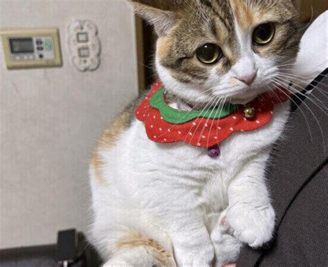 「愛猫が抱っこを嫌がる」とお悩みの飼い主さんはいませんか？ 猫が抱っこを受け入れやすくなるコ 明日死ぬと思って生きなさい。 永遠に