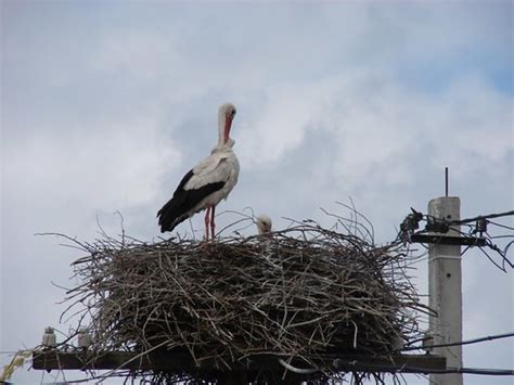 ქალაქელი წერო Nino Narozauli Flickr