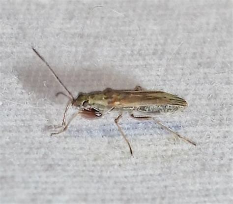 Paromius Longulus Bugguide Net