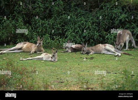 Eastern Grey Kangaroo Macropus Giganteus Group Laying Down Sleeping