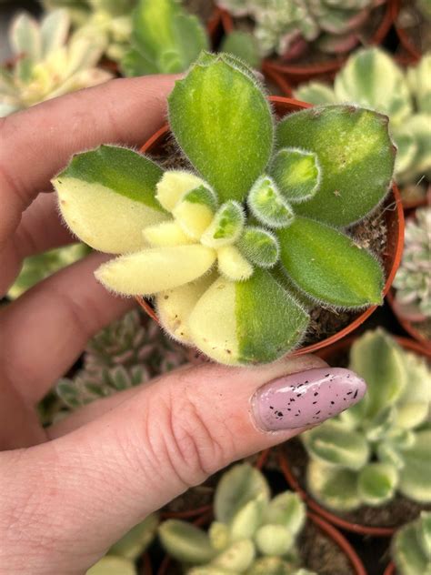 Cotyledon Ladismithiensis Yellow Variegata Succulents Cotyledon