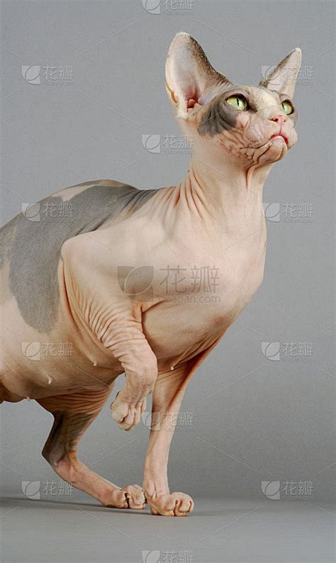 Sphynx无毛猫