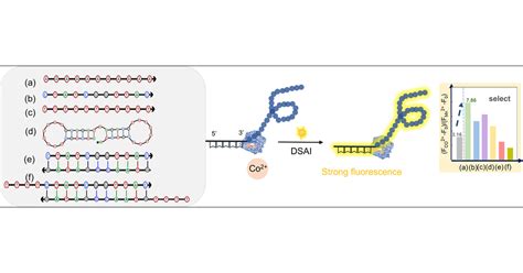 Primer Engineered Transferase Enzyme For One Pot And Amplified Detection Of Cobalt Pollution And