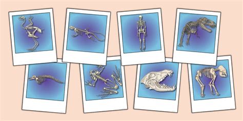 Skeleton Instant Photo Style Display Images Teacher Made