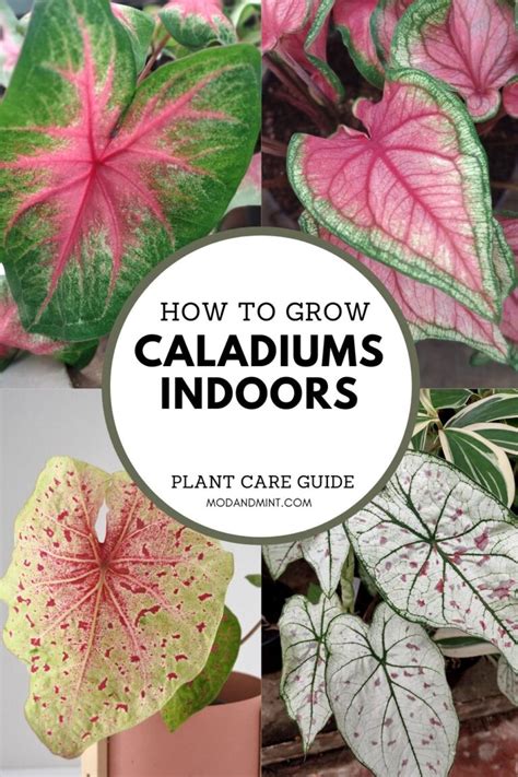 Indoor Caladium Bicolor Plant Care
