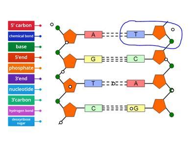 Structure Dna Teaching Resources