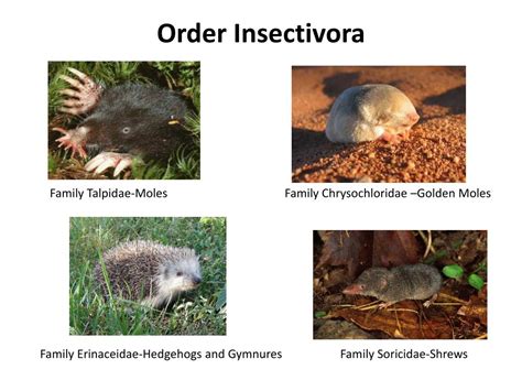Ppt Order Insectivora “insect Eaters” Powerpoint Presentation Free