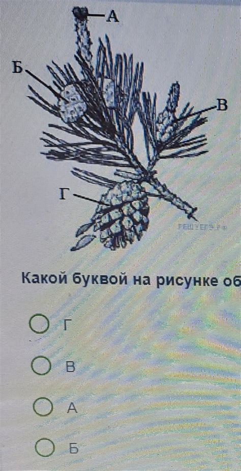 помогите пожалуйста даю 40 баллов Какой буквой на рисунке обозначен орган в котором