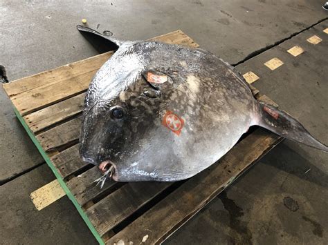 焼津市小川港サバ祭り 静岡茶・金谷茶の通販 喜ばれるギフト｜まるさ佐京園 お茶農家直送