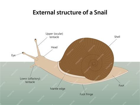 Premium Vector External Structure Of A Snail