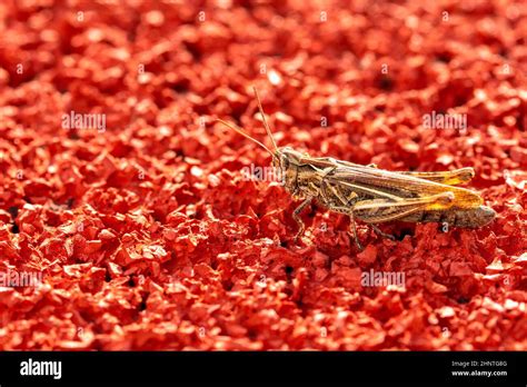 Grey Brown Grasshopper Sits On A Running Track In A Sport Stadium Stock