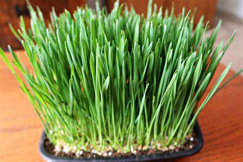 How To Grow Wheat Grass At Home Its Easy Home Microgreens