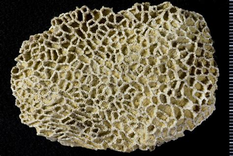 Chain Like Fossil From Cretaceous Alabama Fossil Id The Fossil Forum
