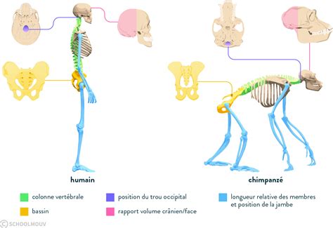 Lévolution De Lhomme Cours Tle Svt Schoolmouv