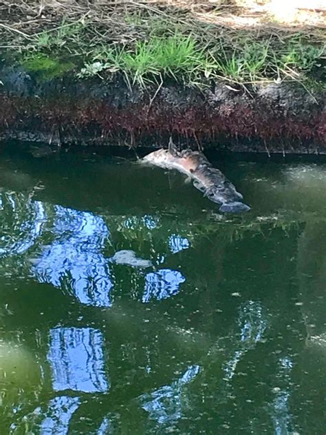 Vaal River Has Been Under Stress Of Pollution Incidents In This Season