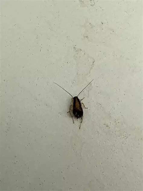 Cockroach Vs Beetle Identifying Which Pest Is In Your Home