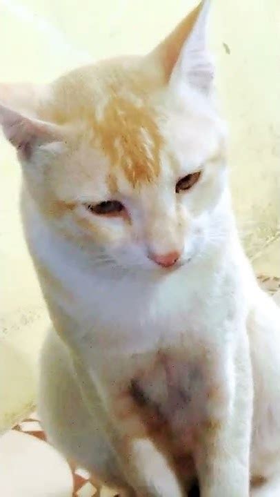 Cutye Ful Cat 😻😽 Youtube